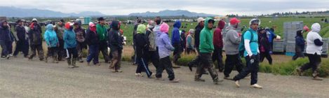 Sakuma berry pickers walk over low pay, get a raise — The STAND